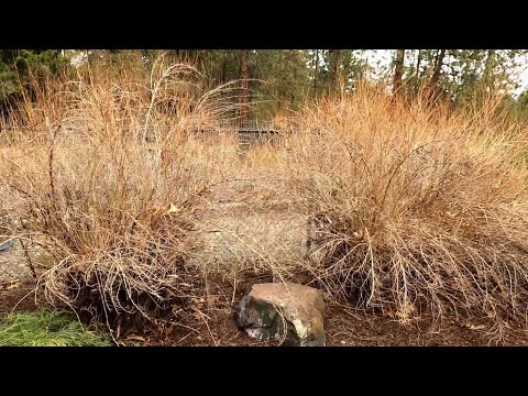 Pruning Old Overgrown Forsythia Bushes