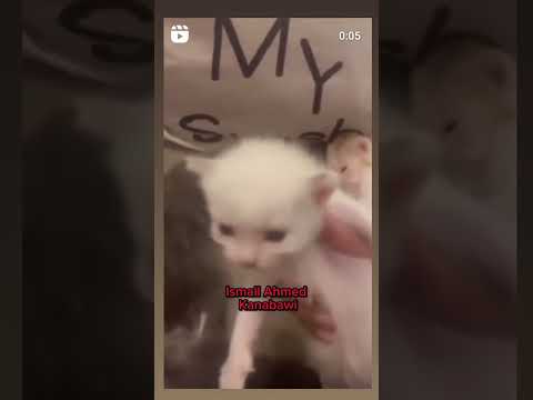 Arabic Cats Names #reels #cats #arabic #based