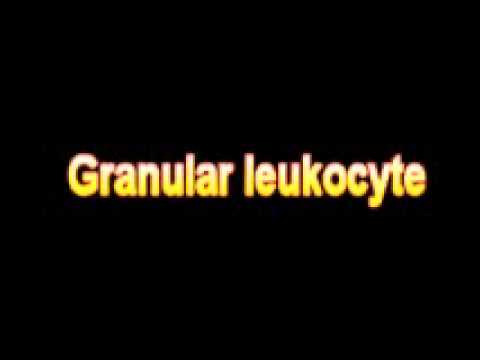 What Is The Definition Of Granular leukocyte - Medical Dictionary Free Online Terms