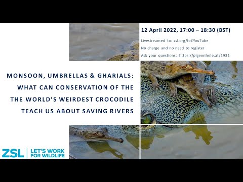 Monsoon, Umbrellas and Gharials: what can conservation of the world's weirdest crocodile teach us?