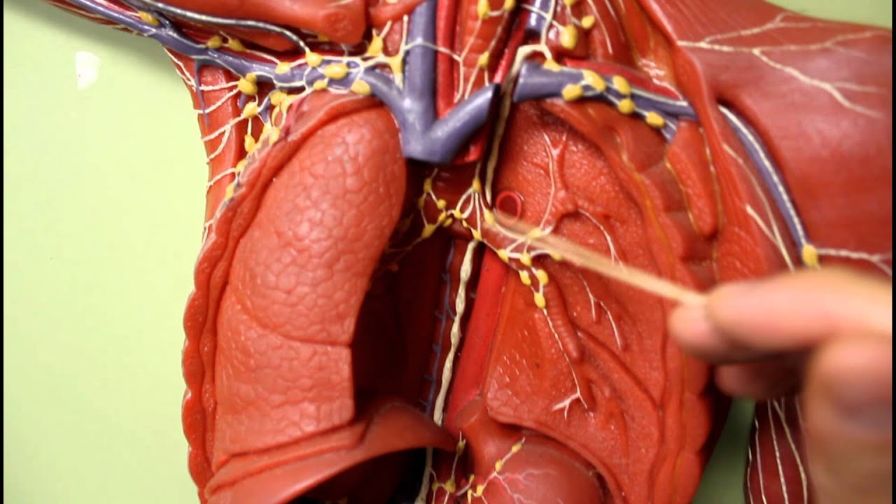 LYMPHATIC SYSTEM ANATOMY: Body plaque model