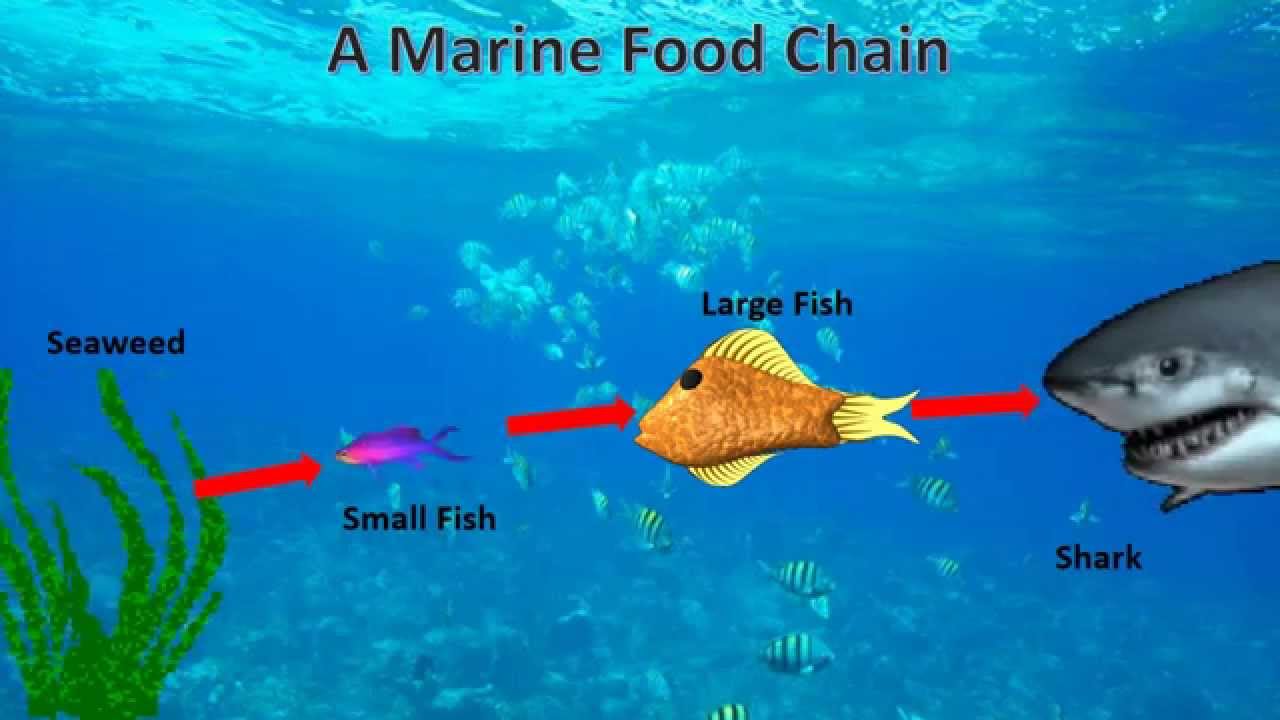 Animated Marine Food Chain (made in PowerPoint)