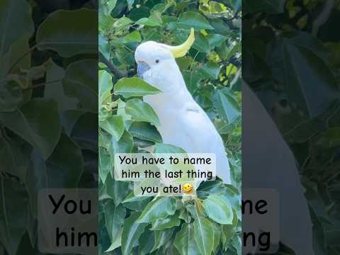 Whatβs his name? Be Curious! ππ¦ #newvideo #shorts #trending