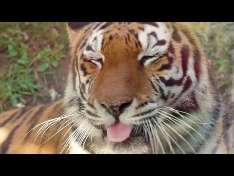 What is a tiger?