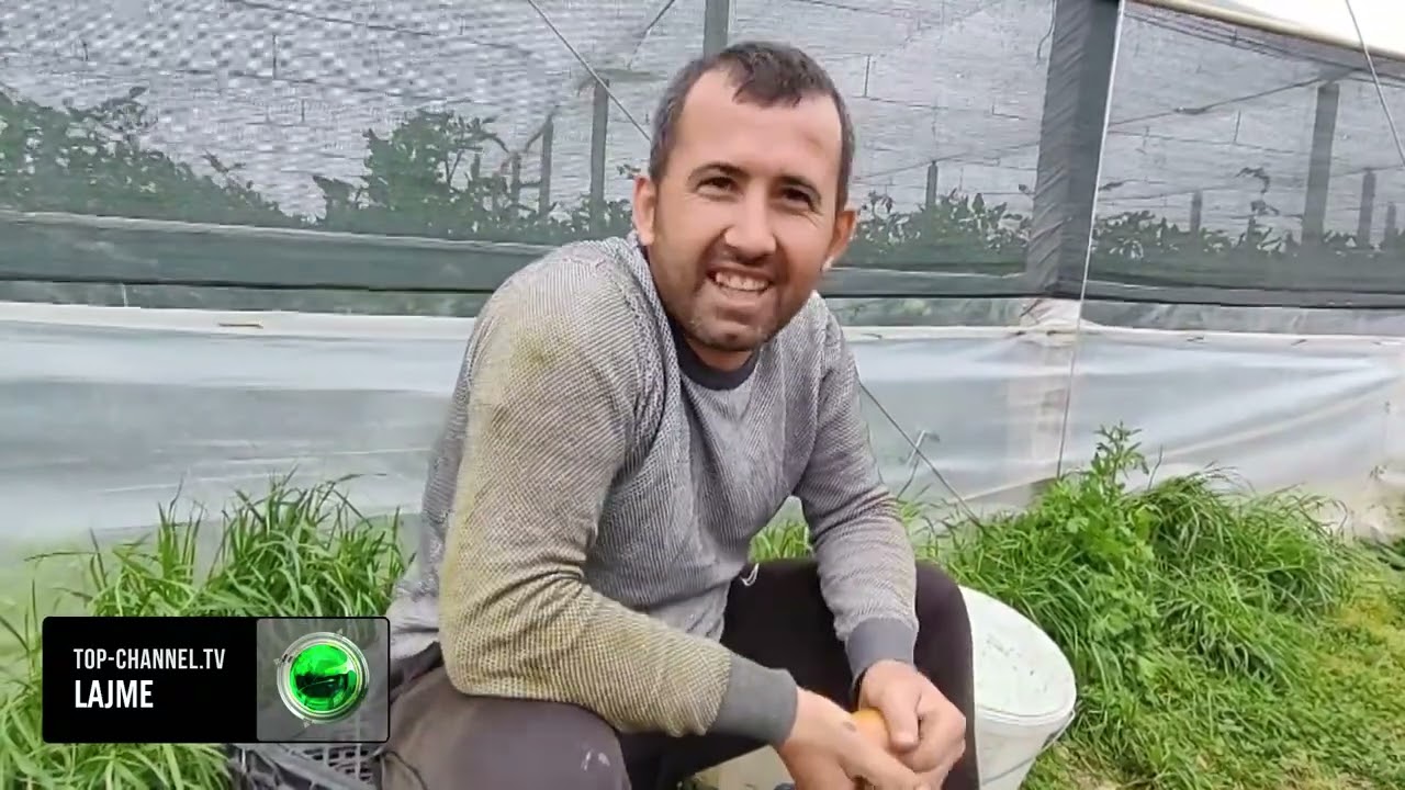 Top Channel/ Kooperativa e Nasibiut. Në Kosovë të Lushnjës, e gjithë ... Top Channel/ Kooperativa e Nasibiut. Në Kosovë të Lushnjës, e gjithë ...
