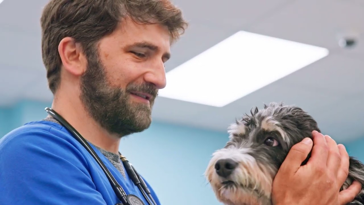 What Makes CityVet Different