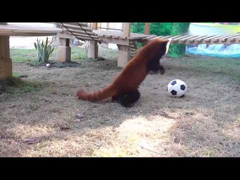 【red panda】Are you the football star of the next World Cup?