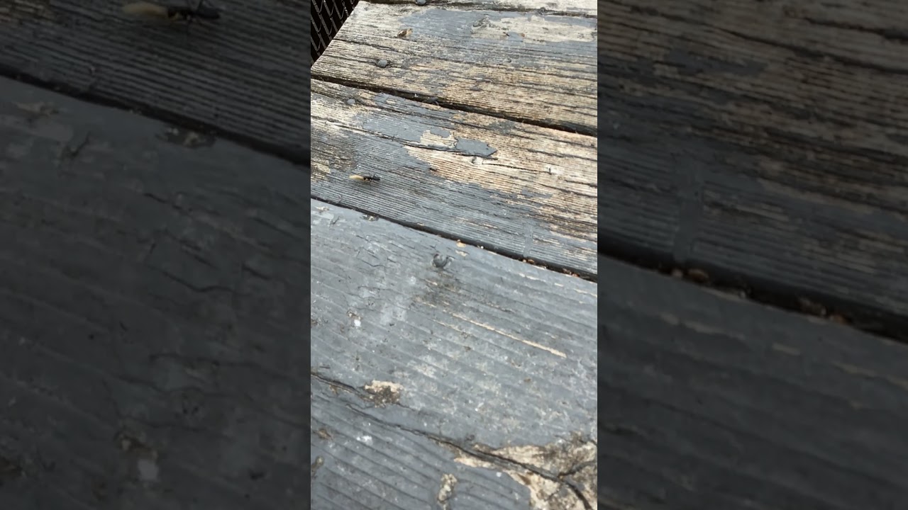 A very hard working little #ant #bugs #insects