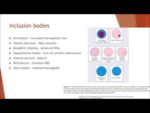 Introduction to haematology and anaemia
