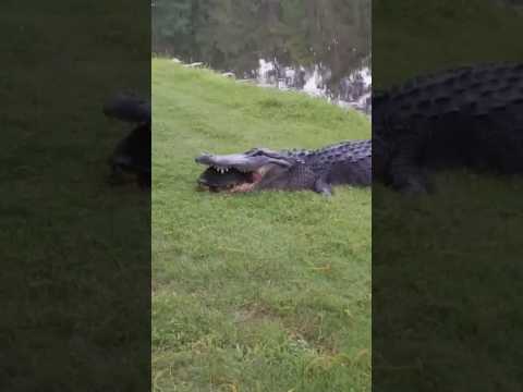 Animals with the Strongest Bite Force #facts #animals #nature