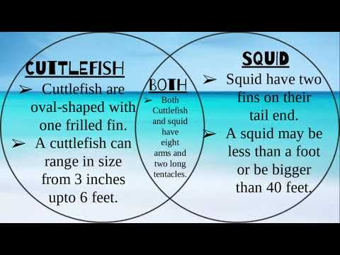 Difference between Cuttlefish and Squid
