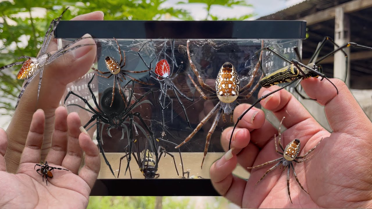 Hunting Spider around us! Strawberry Spider’s everywhere!!