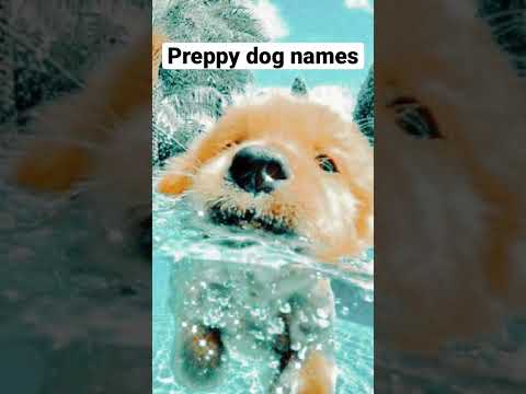 #preppy #aesthetic Prelly dog names #cute #Dog #Shorts
