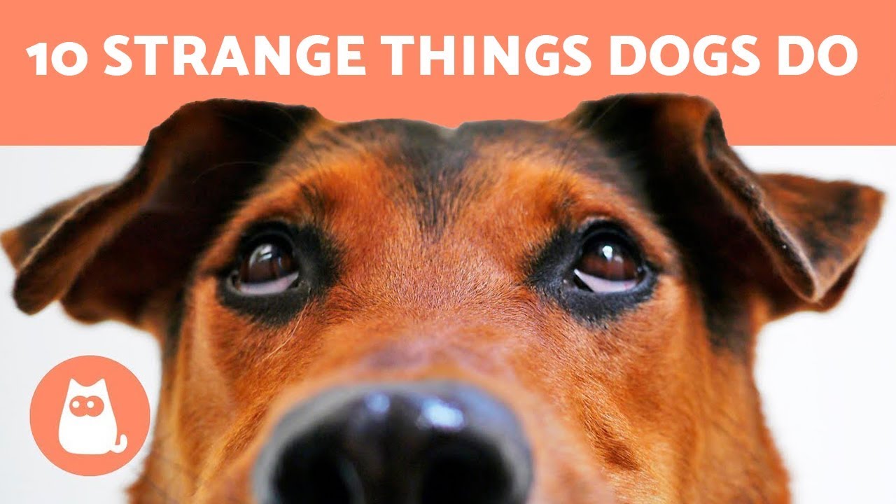 10 Strange Things Dogs do