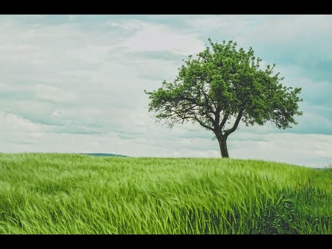 TREE QUOTES | MOTIVATIONAL CONNECT | INSPIRATIONAL QUOTES | MOTIVATIONAL QUOTES |