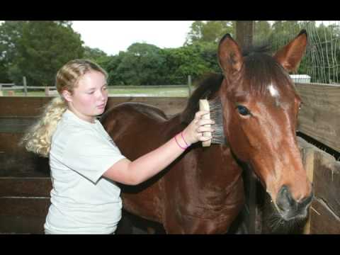 Carrollwood horse rescue needs help with tax season coming