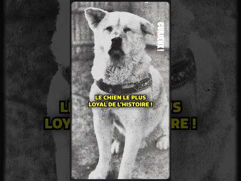 Le chien le plus fidèle de l'Histoire : L'incroyable histoire de Hachikō