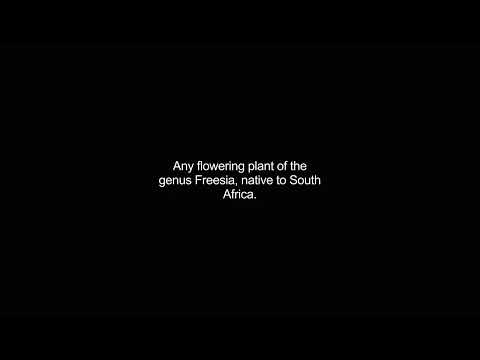 freesia video Dictionary meaning and pronunciation
