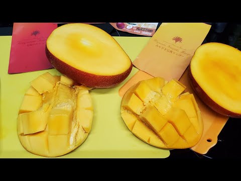 Premium Japanese Miyazaki Taiyou No Tamago | World's Most Expensive Mango | Egg of the Sun & Kanjuku