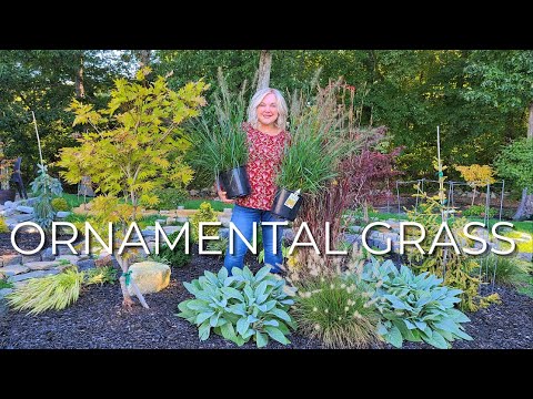 10 Perrenial Grasses! Ornamental Grass for your Garden Year Round Interest, Low Maintenance, Privacy