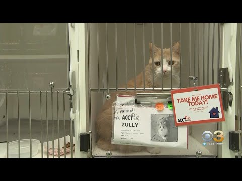 Three Philadelphia Animal Shelters Issuing United Urgent Cry For Assistance