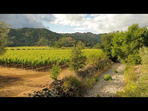 In the Vineyard at Eisele: Green Harvesting