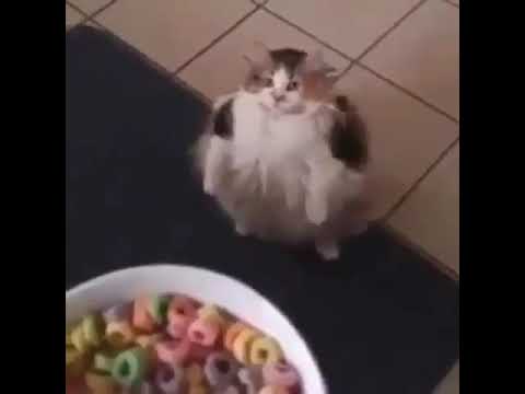 Fat Cat leaves the discord call with cereal