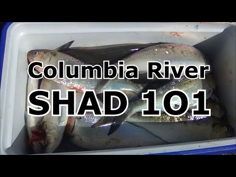 Columbia River Shad 101
