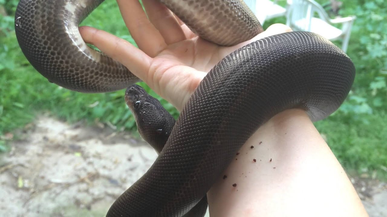 Ball Python Morph Update - Super Black Pastel
