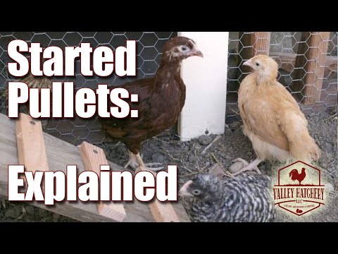 What is A Started Pullet?