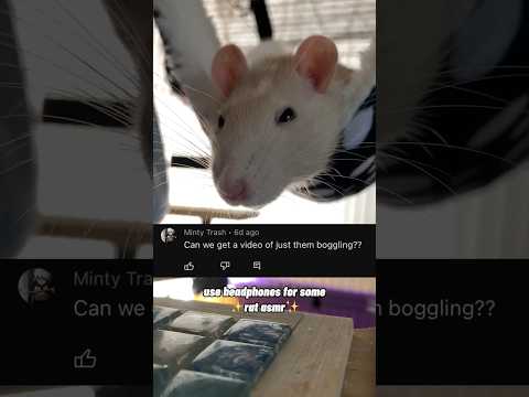 Pet Rats Boggling and Bruxing (ASMR?)