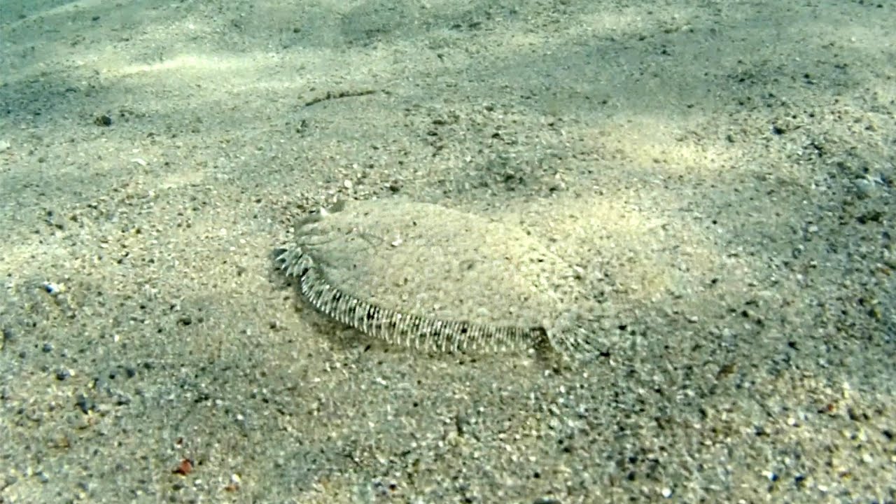 Leopard flounder (Bothus pantherinus), Леопардовая камбала