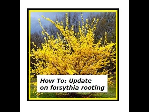 How To: Update on Forsythia cutting. (Rooted and Repotting) ✔