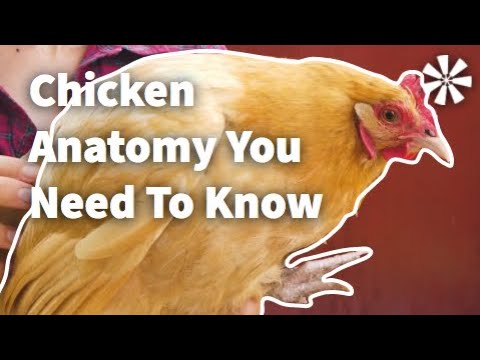 Chicken Anatomy You NEED to Know