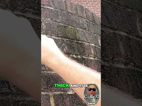 Effortless Lichen Removal The Power of Sodium Hypochlorite