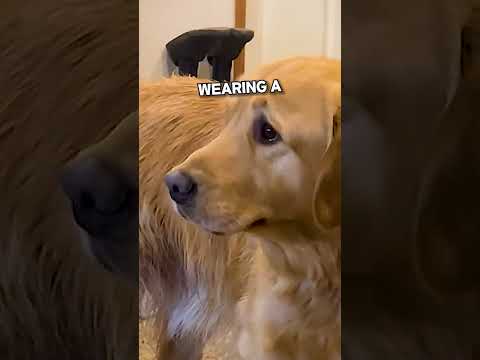 The Adorable Reason That This Dog Can't Stop Crying💕