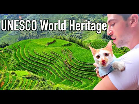 CAT TRAVELS to BANAUE RICE TERRACE! UNESCO World Heritage!