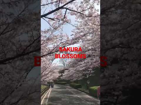 HARU IN JAPAN