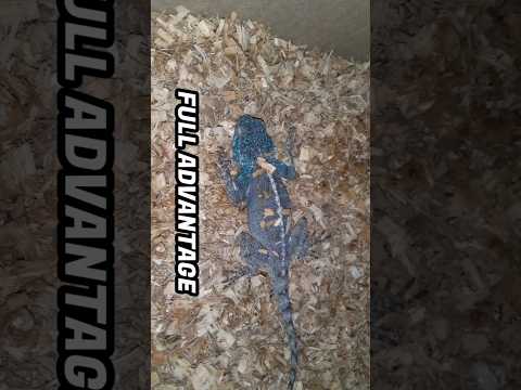 Caring for this weak Agama lizzard🦎 #animal #adorable #nature #Agamaatra #shorts