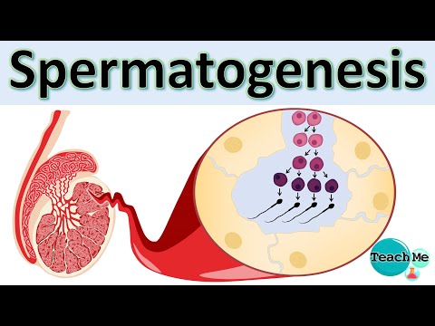 Spermatogenesis