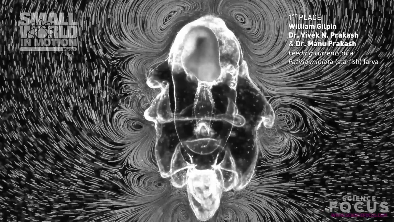 Nikon Small World in Motion brings photomicrography to life