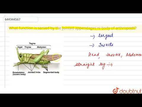 What function is served by the jointed appendages ni body of arthropods? | 12 | ANIMAL KINGDOM (...