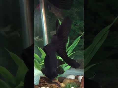 Huge 8 inch Black moor telescope butterfly goldfish! #goldfish #blackmoorgoldfish #telescopegoldfish