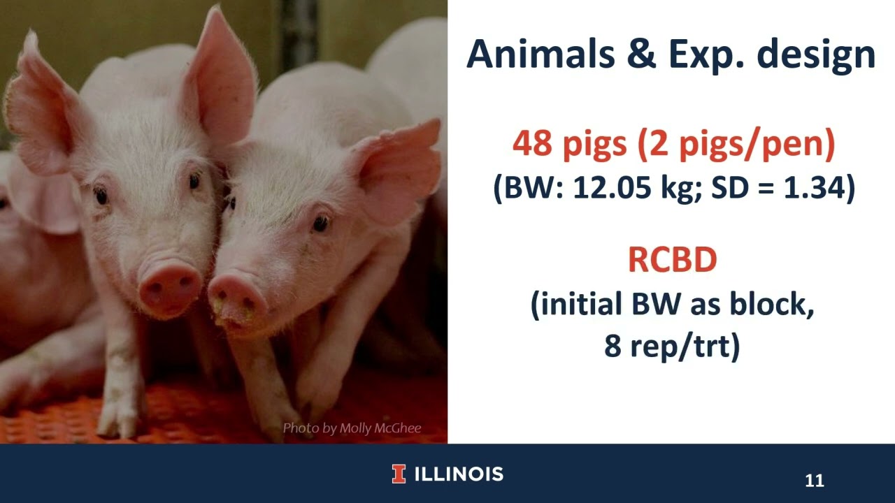 Feed preference of weanling pigs