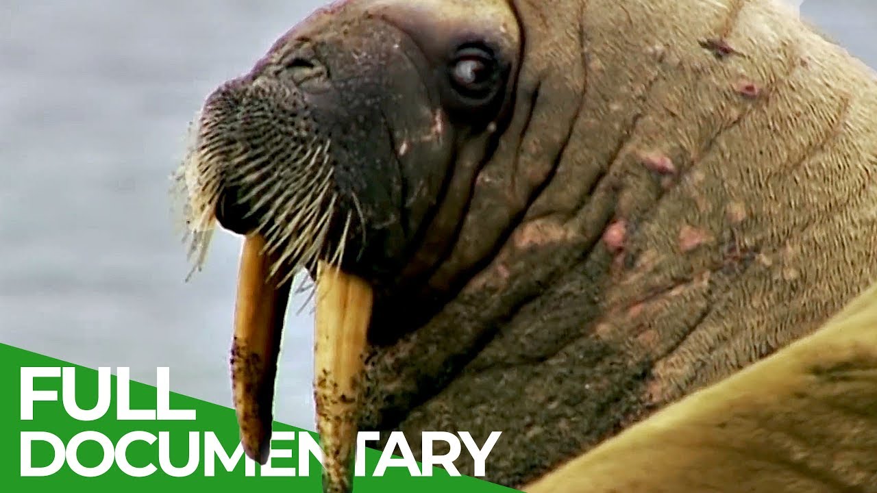 Walruses: Heavyweights With Unexpected Skills | Free Documentary Nature