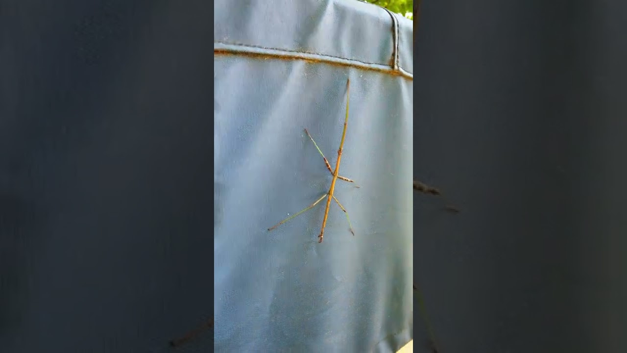 What You DIDN'T Know About Stick Bugs