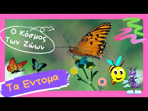 Ο Κόσμος Των ζώων – Τα Έντομα | Το καμάρι του Δημοτικού Σχολείου ...