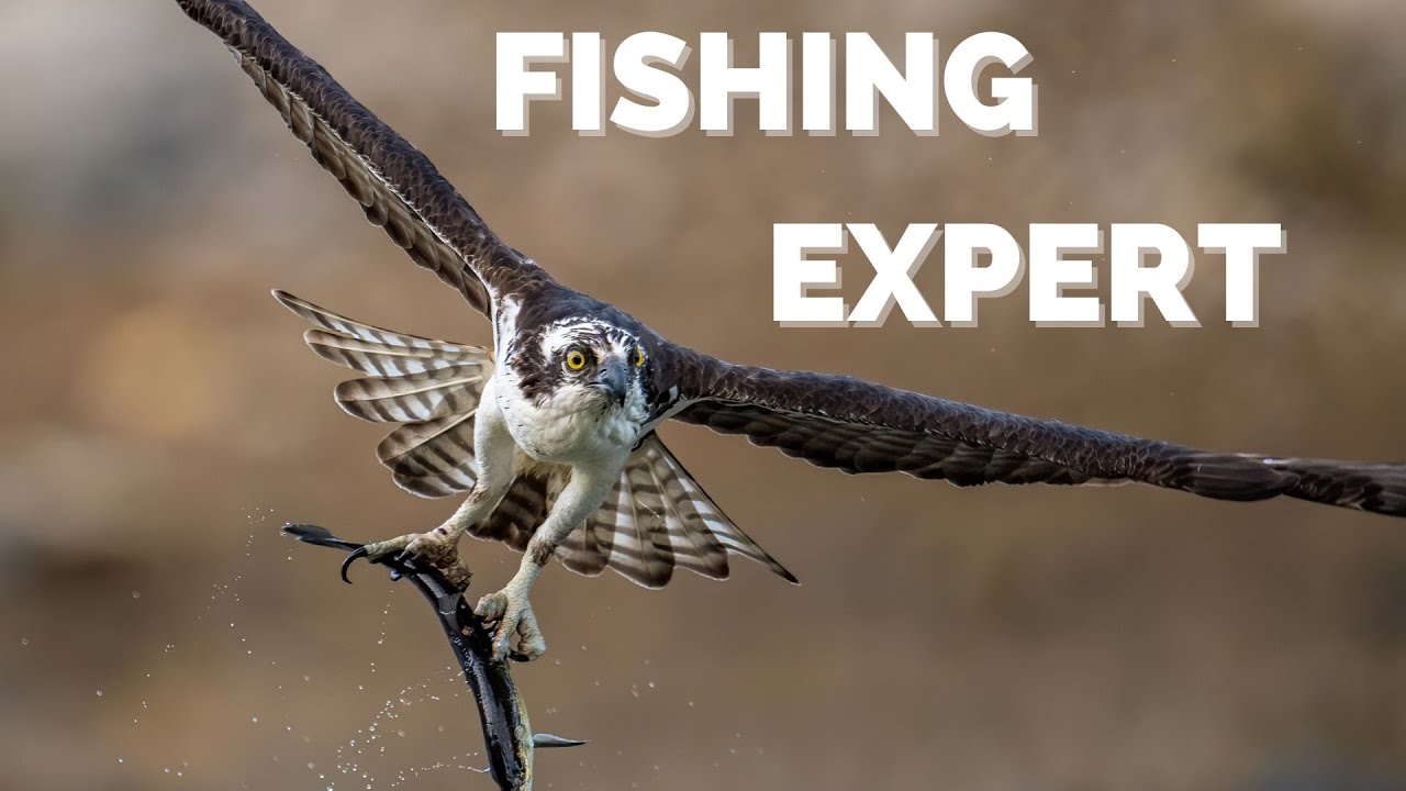 Osprey | Not Your Typical Hawk