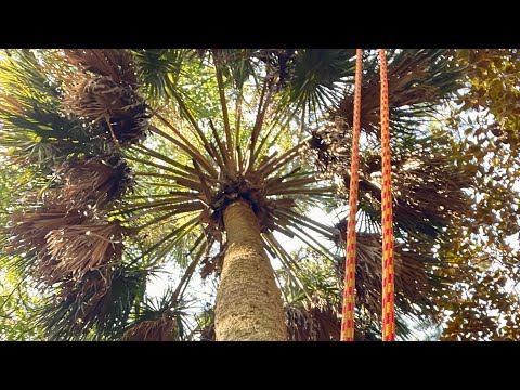 The state tree of South Carolina. The Palmetto tree.