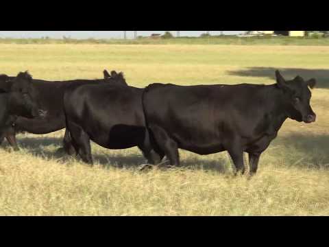 Group 21—Craige Means, Means Ranch